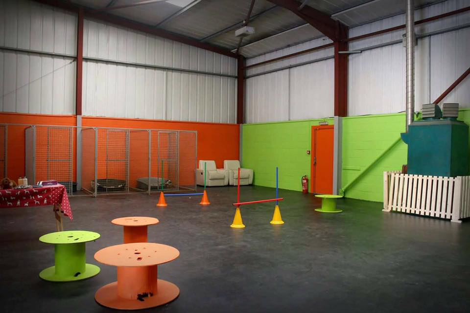 Waggy Dog Creche | Dog Day Care York | Dog Walking York