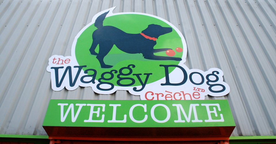 Gallery | Waggy Dog Creche